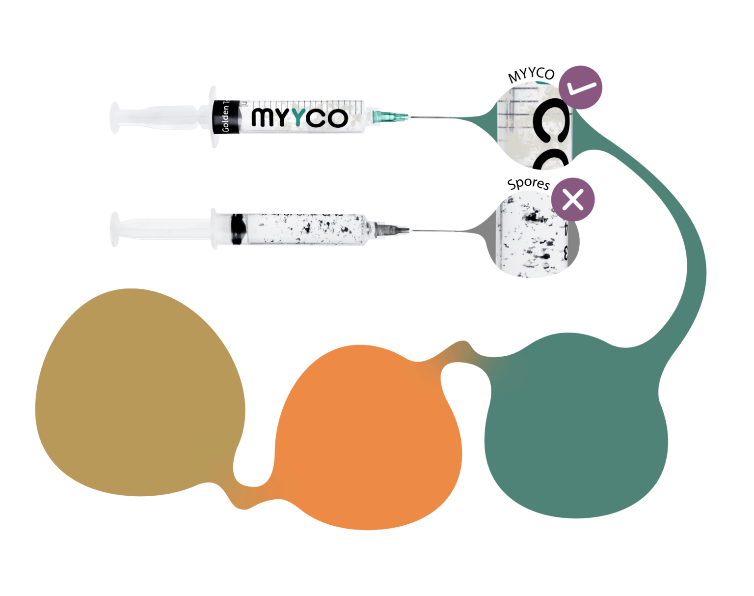 Mushroom Liquid Cultures | MYYCO